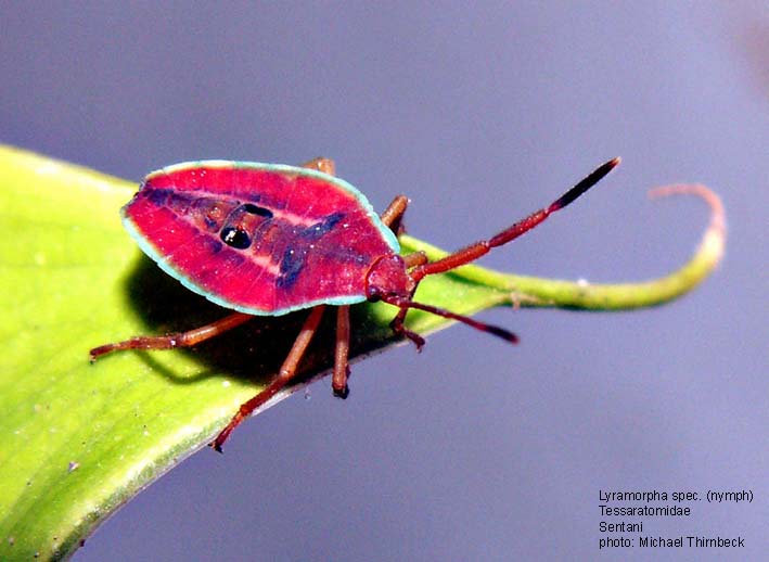 Papua Insects Foundation (Hemiptera/Heteroptera)
